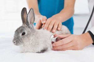 Rabbit Injuries | How to Care for a Injured Rabbit