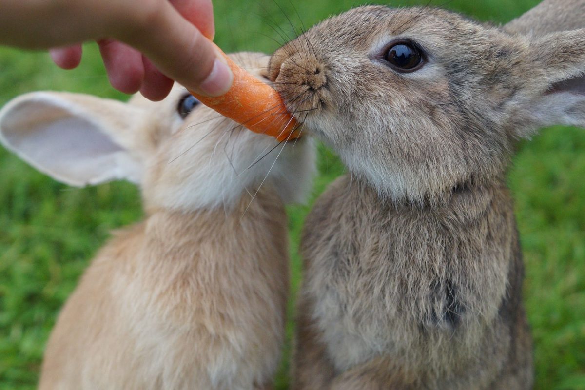 Best Information About Rabbit Vitamin(Basic, Tips And Guide)