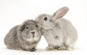 Rabbit Worms - Tapeworms, Flukes & Cysts Information Guide