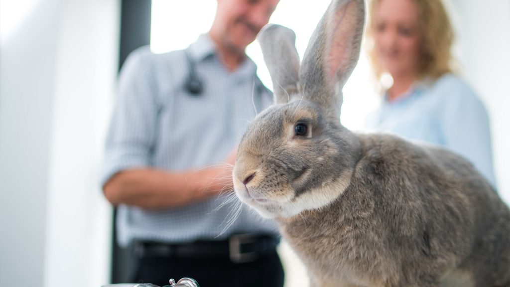 Rabbit Worms - Tapeworms, Flukes & Cysts Information Guide