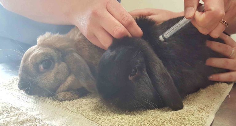 Rabbit Worms - Tapeworms, Flukes & Cysts Information Guide