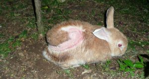 Rabbit Diseases | Skin & Bacterial infection in Rabbit