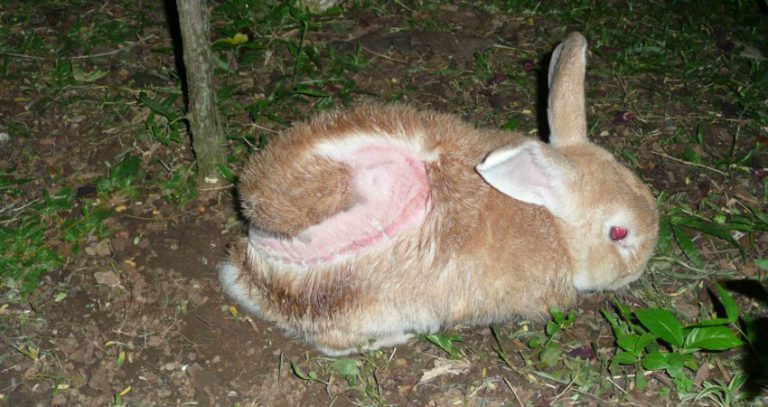 Rabbit Diseases | Skin & Bacterial infection in Rabbit