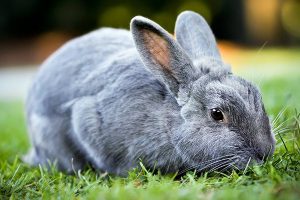 Rabbit Diseases | Skin & Bacterial infection in Rabbit