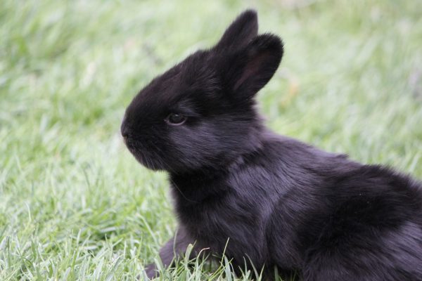 Satin Rabbit - Learn About its History, Basic Characteristics