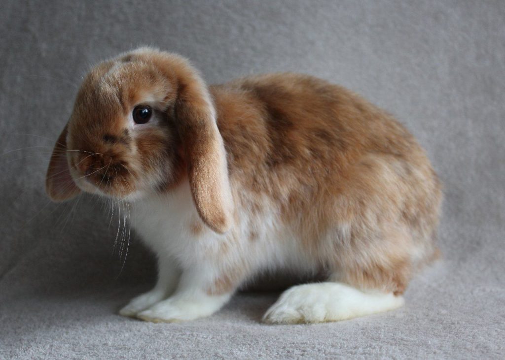 Satin Rabbit Learn About Its History Basic Characteristics