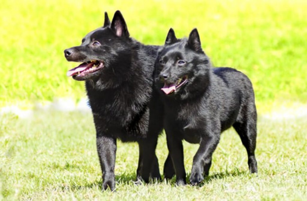 Schipperke Dog (Temperament, Basic Grooming, History & More)
