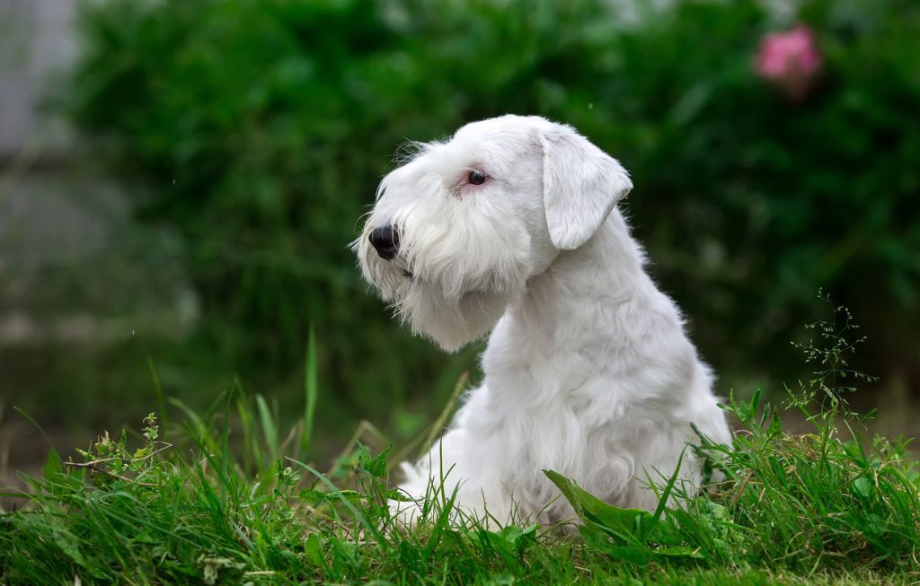 Sealyham Terrier Dog - History, Characteristics, Health & Facts