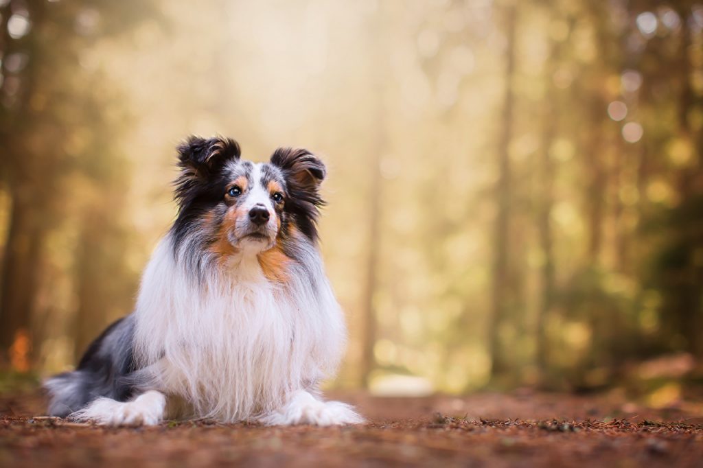 Shetland Sheepdog: Breed Profile & Facts(Best Guide)