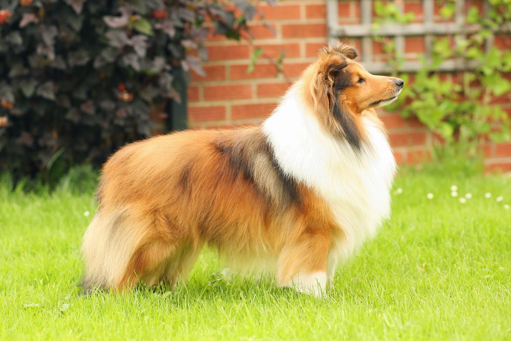 Shetland Sheepdog: Breed Profile & Facts(Best Guide)
