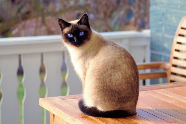 Best Siamese Cat Breed Guide - History, Health and Care