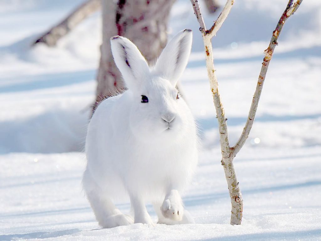Siberian Rabbit (History, Characteristics & About ARBA)