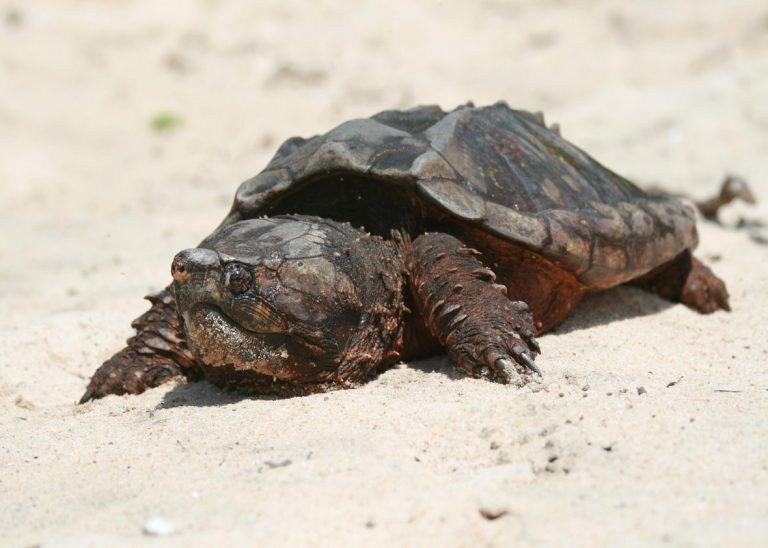 Snapping Turtles (Diet & feeding, Life minutiae And Basic Facts)