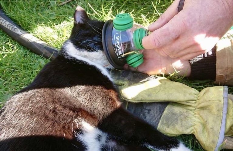 Cat Smoke Inhalation Information (Home Remedies & Treatment)