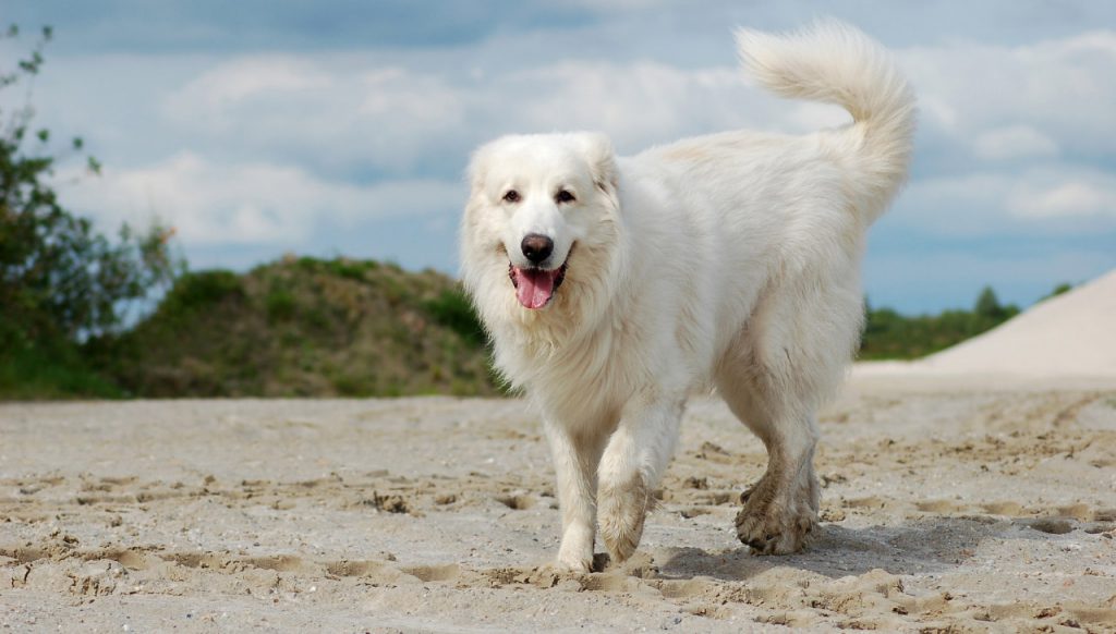 The Great Pyrenees Dog Breed Profile(Temperament) - 2020