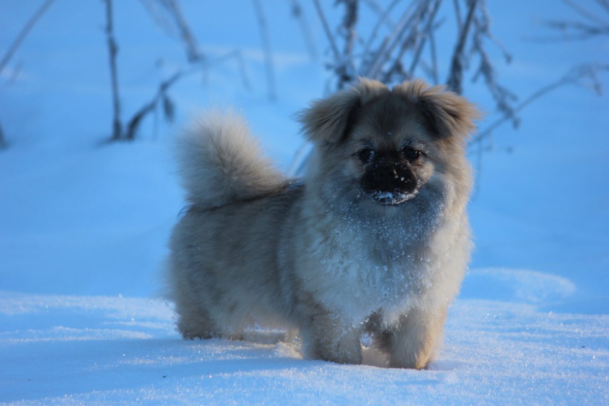 Tibetan Spaniel Dog (History, Characteristics, & Basic Facts)