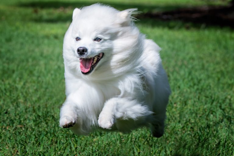Toy American Eskimo Dog Full Guide In 2020