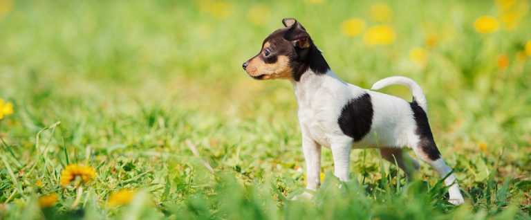 Toy Fox Terrier | Best Things Know About Toy Fox