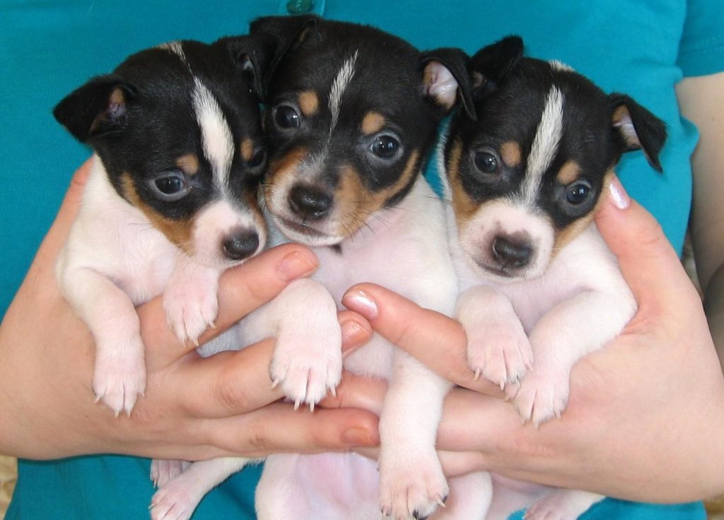 Toy Fox Terrier | Best Things Know About Toy Fox