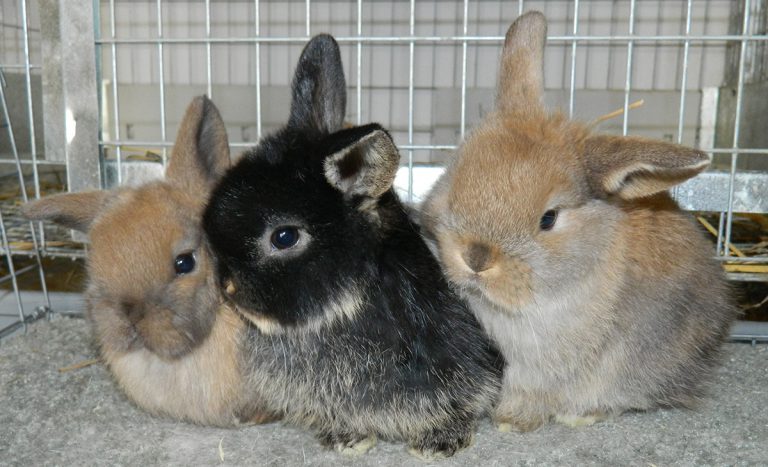 Best 10 Type Of Rabbits - Popular Rabbit Breeds