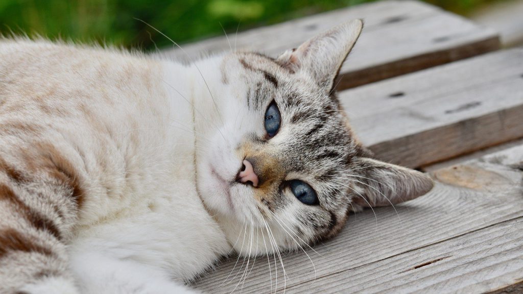 Cat Vaginal Discharge Home Remedies, Treatment & More