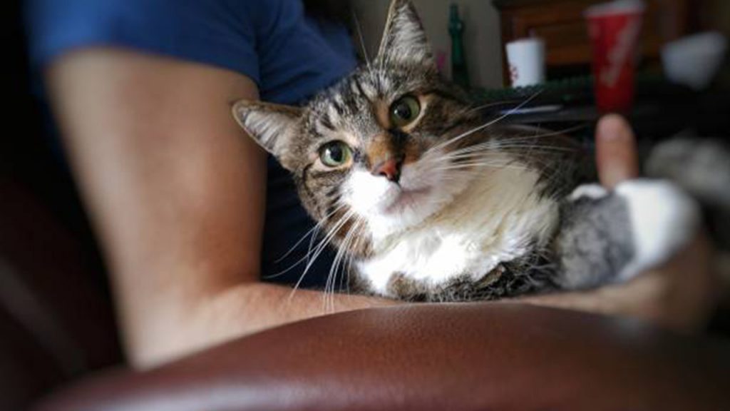 Cat Allergy- Everything You Need To Know