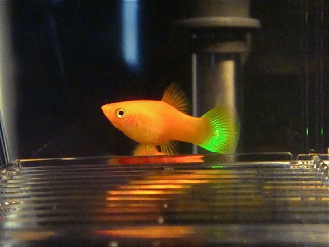 Best Information About Guppy Fry ( Basic Tips & Guide )