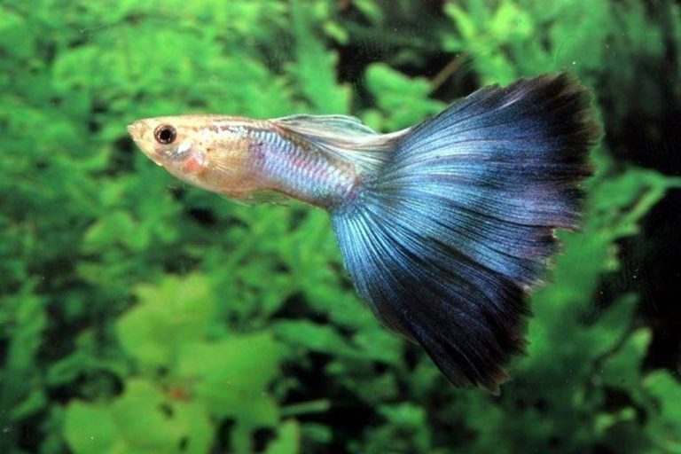 Best Information Delta Guppies ( Basic Tips And Guide )