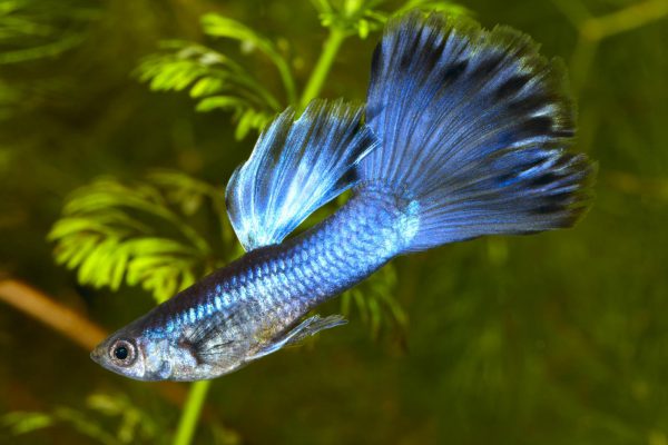 Guppy Breeding | Best How Do Guppies Breed?