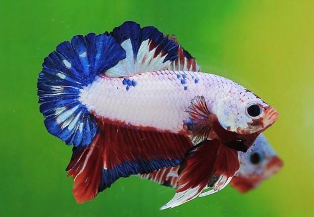 Breeding Betta Fish | Best Step By Step Guide