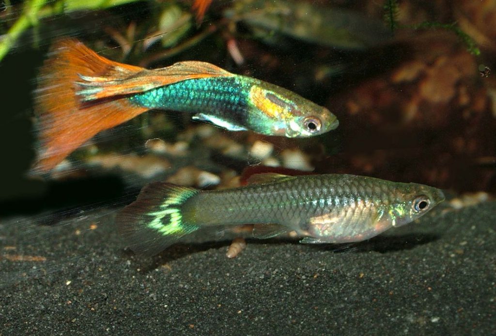 Guppy Breeding | Best How Do Guppies Breed?