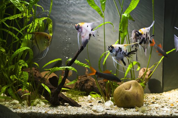 Information About Betta Fish Tank | Maintenance & Guide