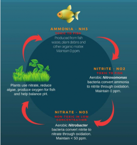 Best Information About Aquarium Water Cycle & Tap Water