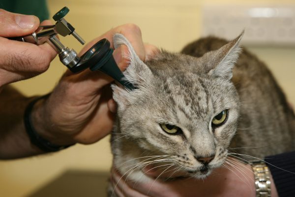 Cat Ear Infection - Basic Information, Treatment & Details