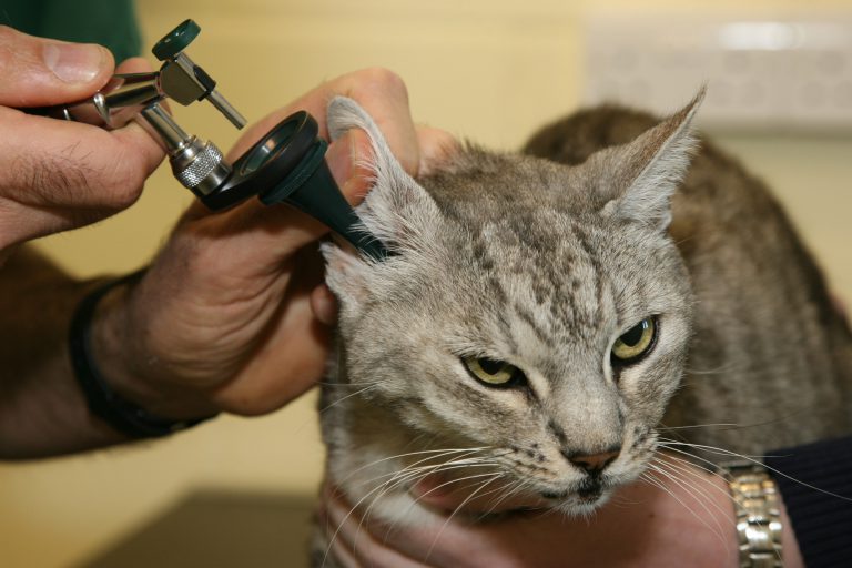 Cat Ear Infection - Basic Information, Treatment & Details