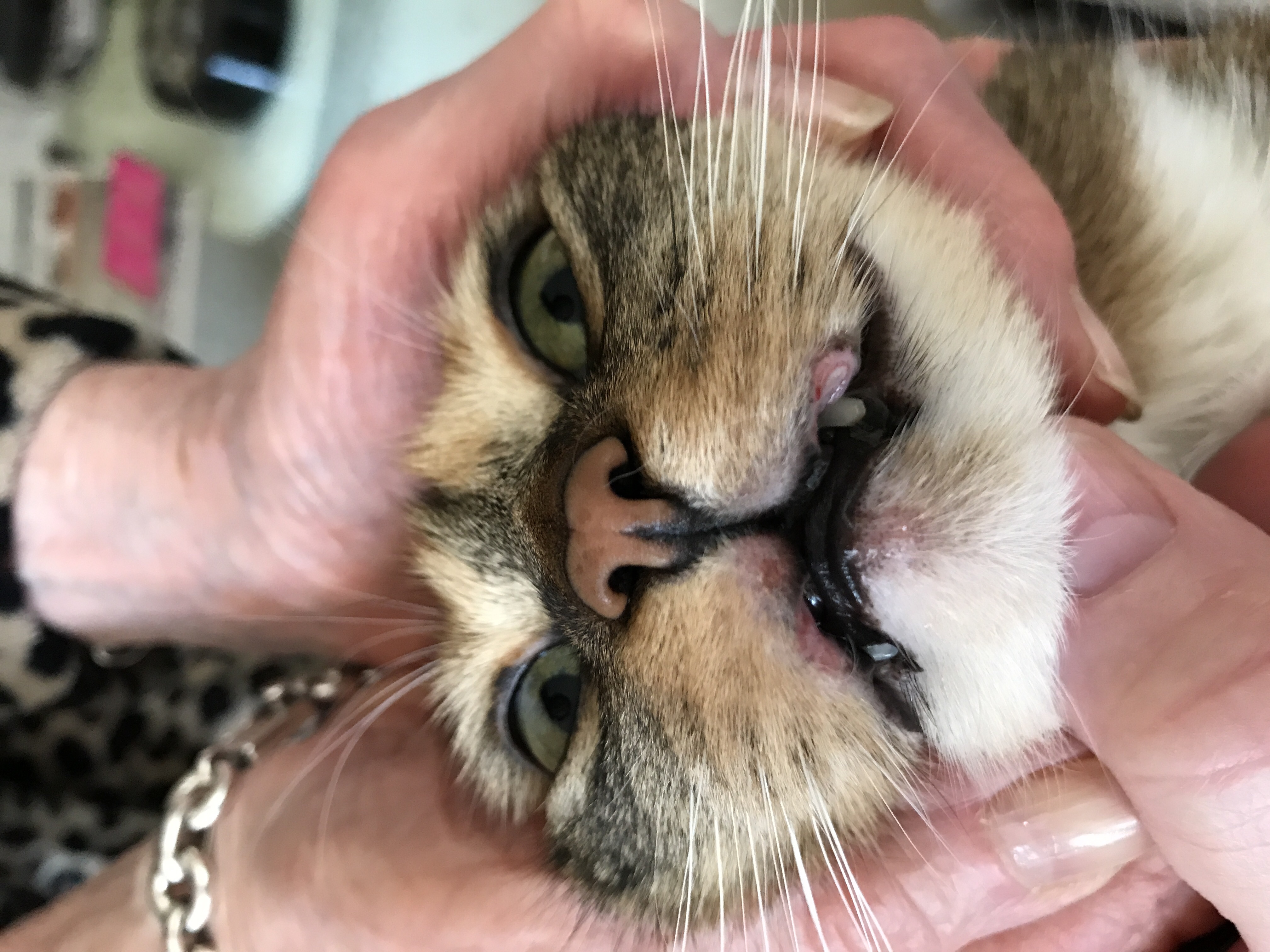Treating Rodent Ulcers In Cats Cat Meme Stock Pictures And Photos Treating Rodent Ulcers In Cats Cat Meme Stock Pictures And Photos