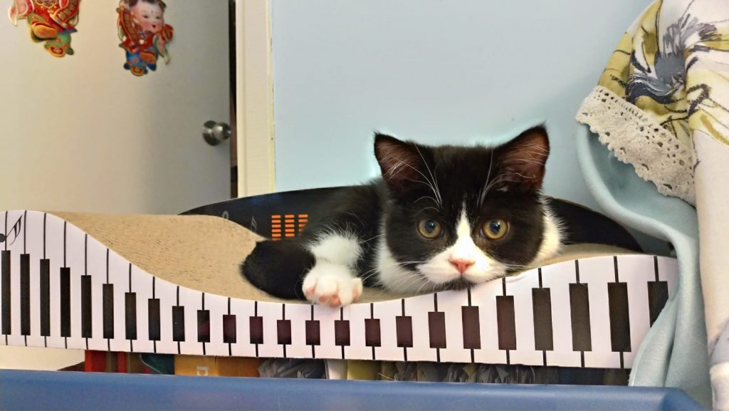 All About Cat Rodent Ulcers Information How to Diagnose and Treat -2020