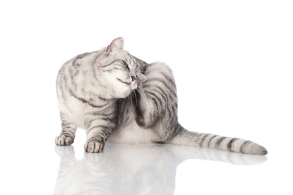 All About Cat and Hygiene Grooming tips for your kitten -2020