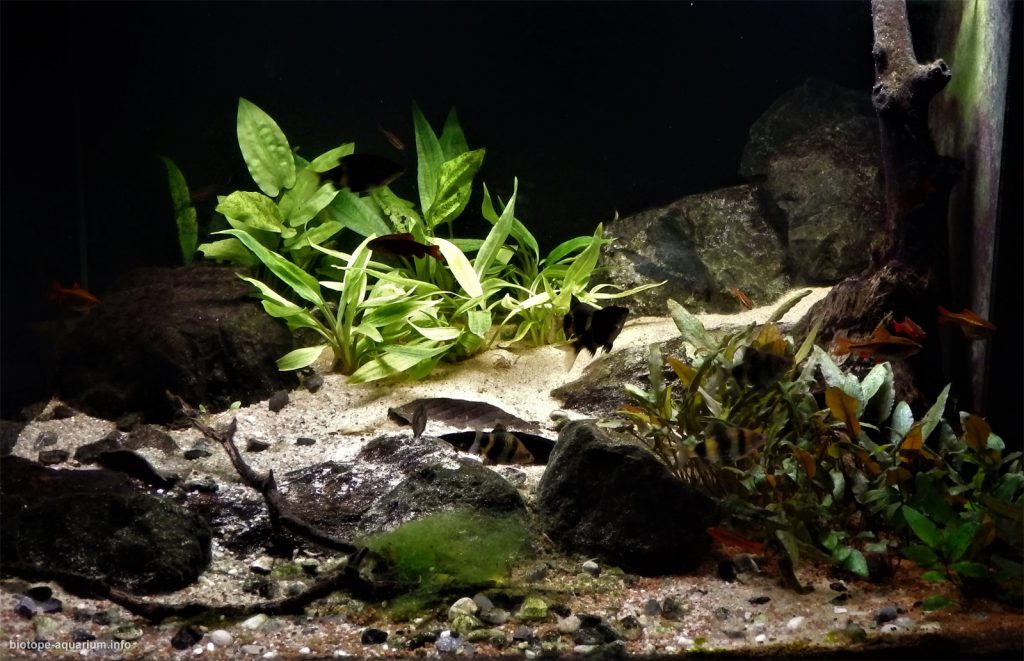 Best Information About Biotope Aquarium (Basic Tips & Guide)