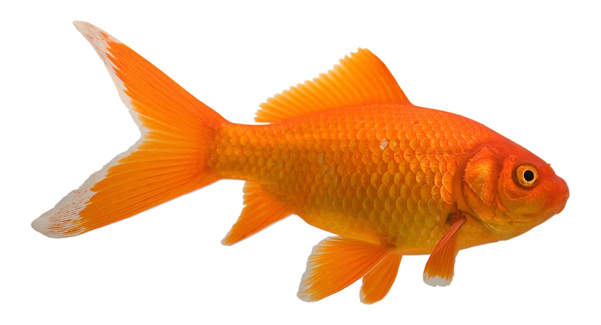 Information About GoldFish (Pond Dweller & Aquarium favorite)