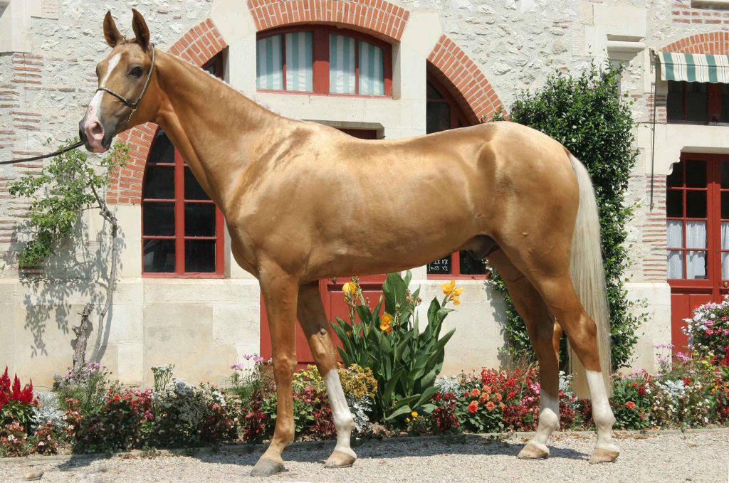 Best About Akhal Teke Horse - Breed, Characteristics & More