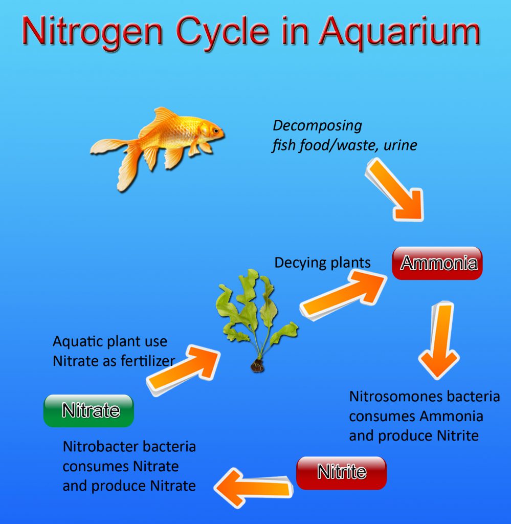 Best Information About Aquarium Water Cycle & Tap Water