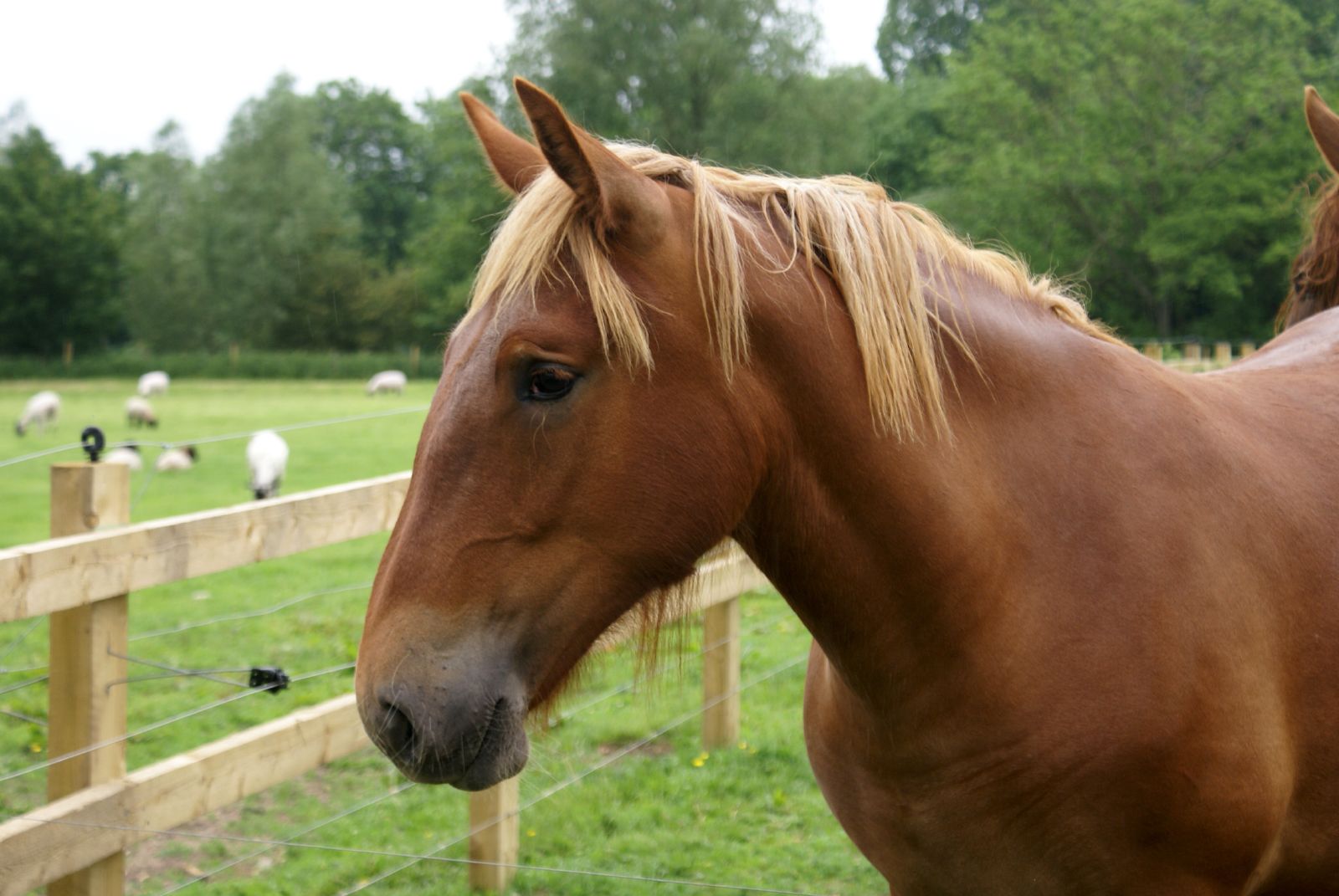 Suffolk Punch (Origin ,Characteristics ,Colours & More 2020)