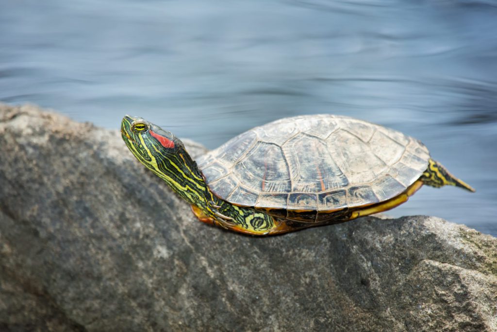 Turtle Diseases | Algae Growth, Drowned & Disorders
