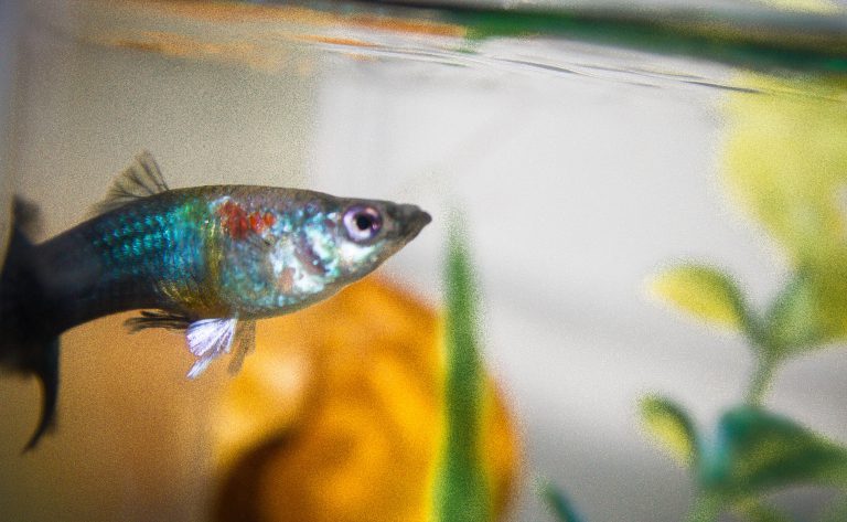 Best Information About Guppy Genetics ( Basic Tips & Guide )