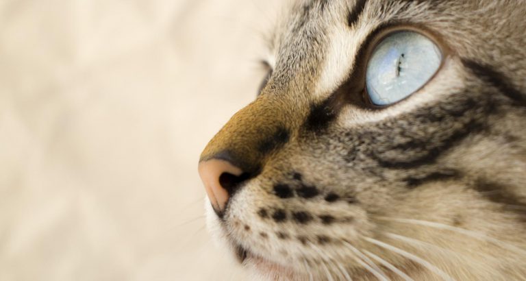 Cat Eye Problems - Eye Inflammation, Uveitis, Conjunctivitis