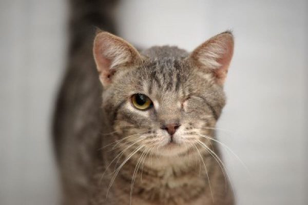 Cat Eye Injury - Information, Treatment, Prevention, Advice | guide | 2020