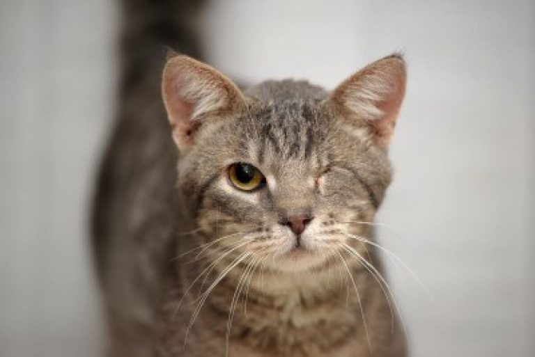 Cat Eye Injury - Information, Treatment, Prevention, Advice | guide | 2020