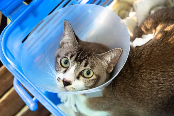 Massive Cat Head Injury Symptoms, Treatment & Precaution