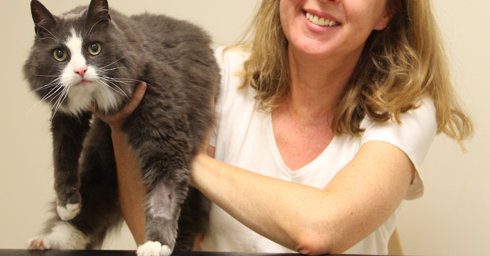 Cat Lameness Disorder - Symptoms, Treatment, Remedies